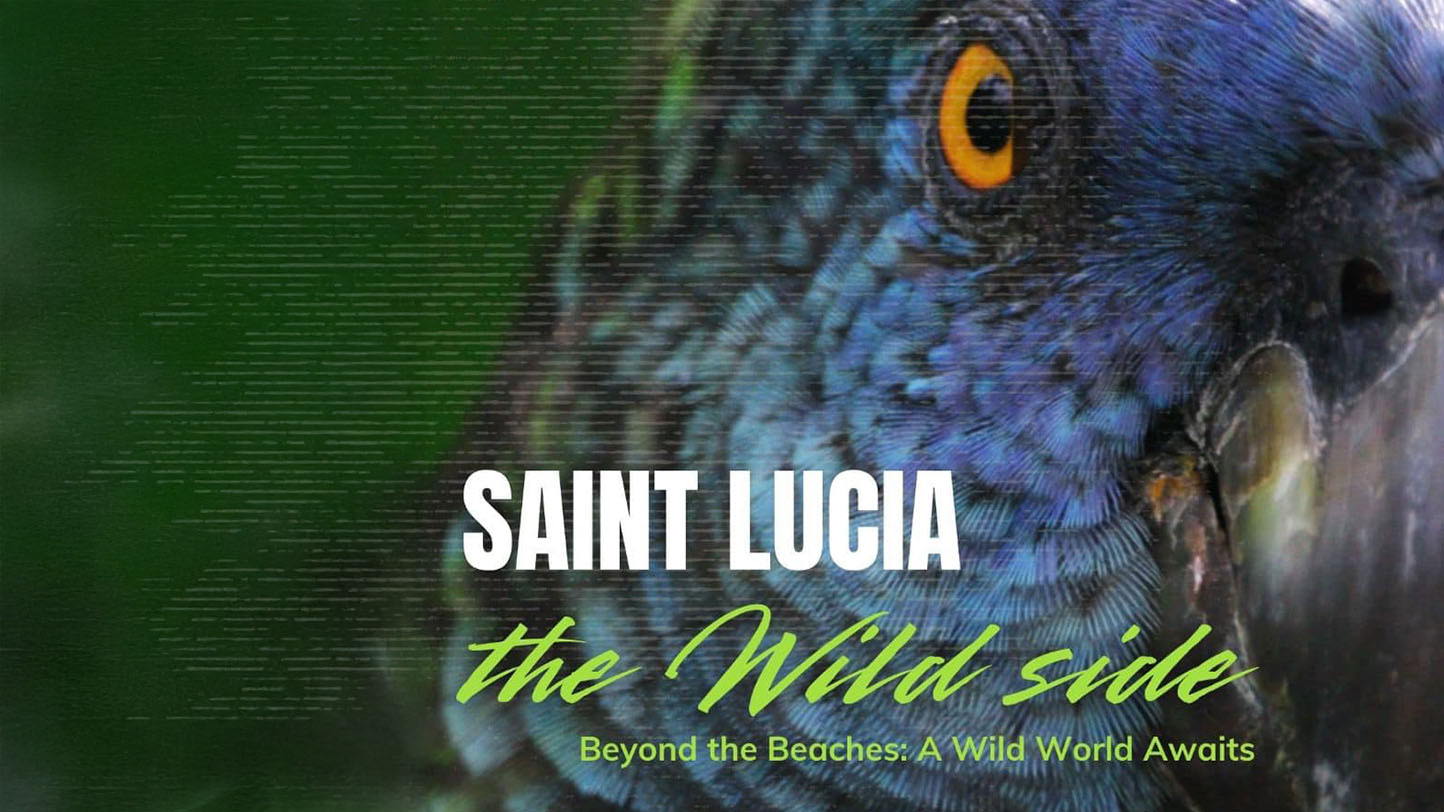 Environmental history was made this month with the airing of Saint Lucia: The Wild Side the ...